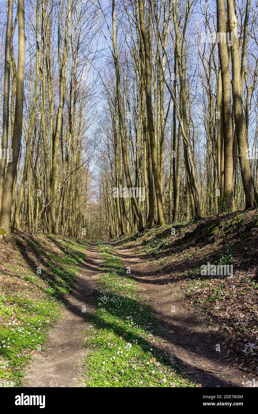 road in the forest in summer, forest path for walking, forest path in ...