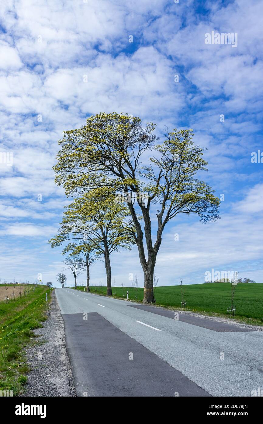 road in the forest in summer, forest path for walking, forest path in ...