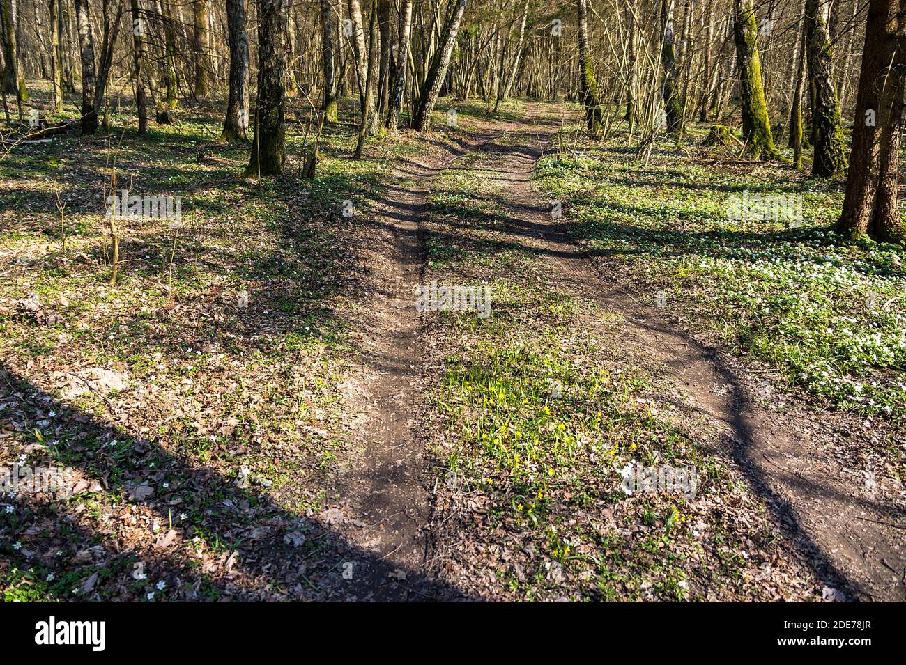 road in the forest in summer, forest path for walking, forest path in ...