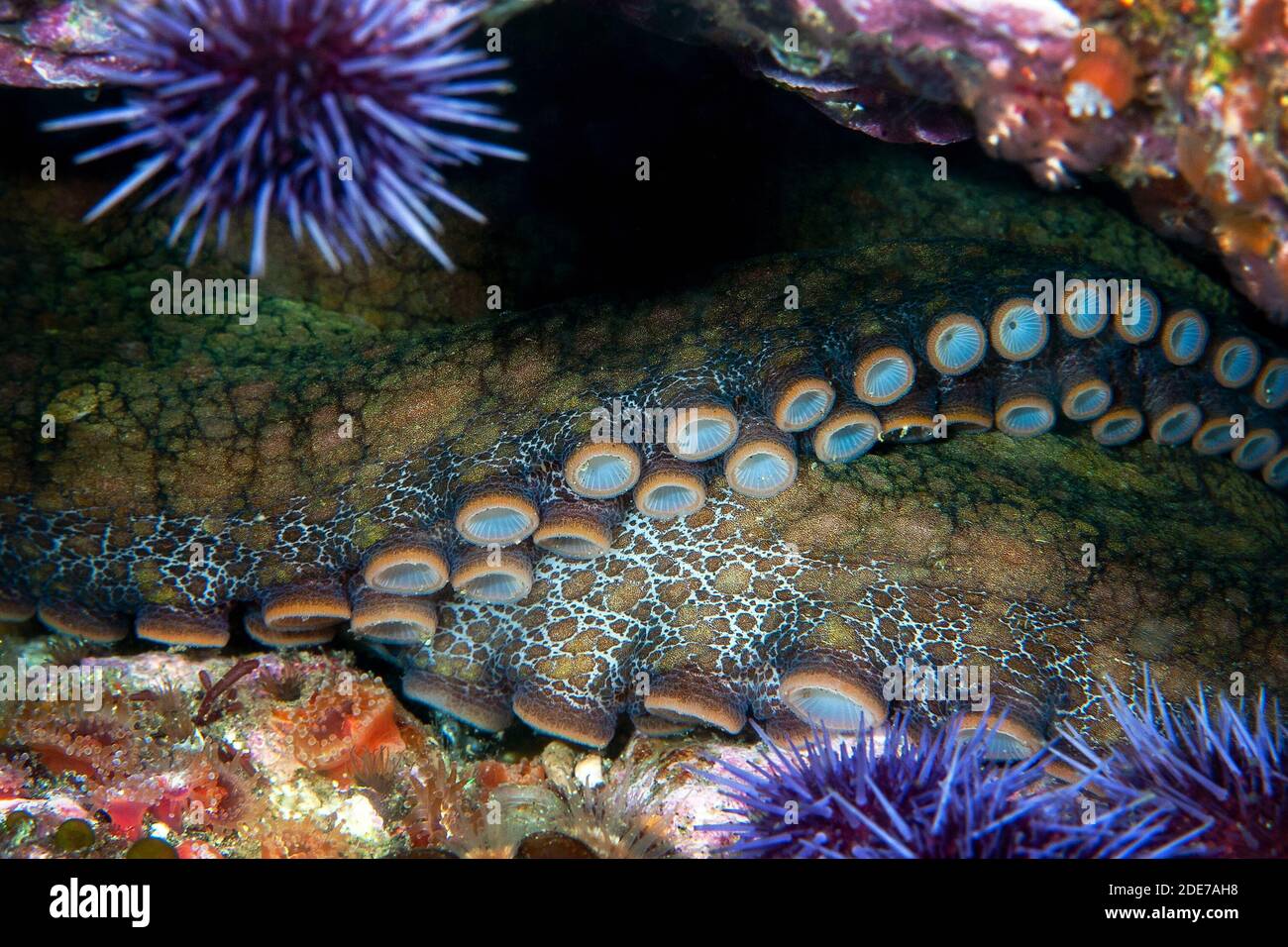 A California Two-spot Octopus (Octopus bimaculoides) at Santa Cruz ...
