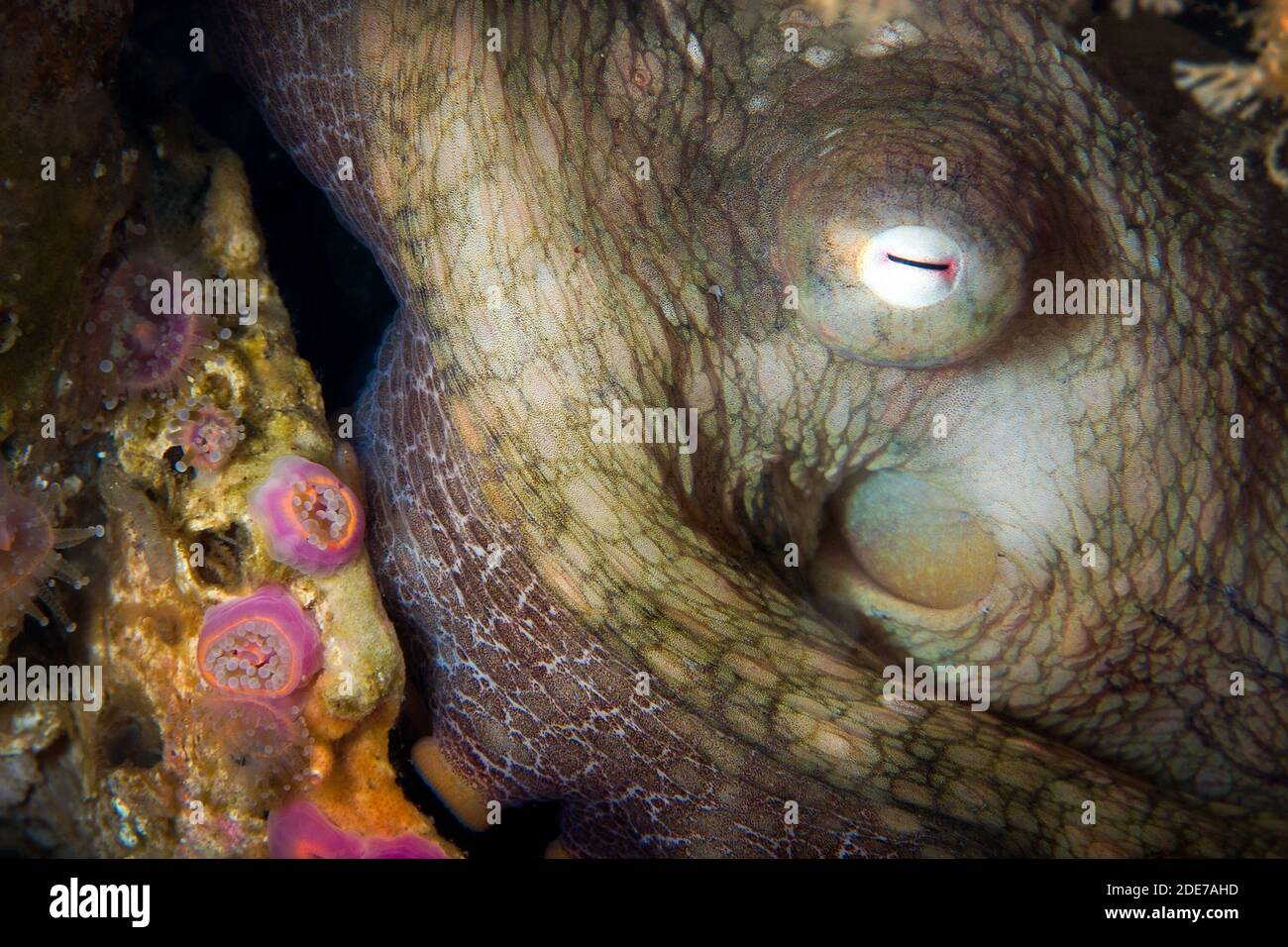 Leucophores hi-res stock photography and images - Alamy