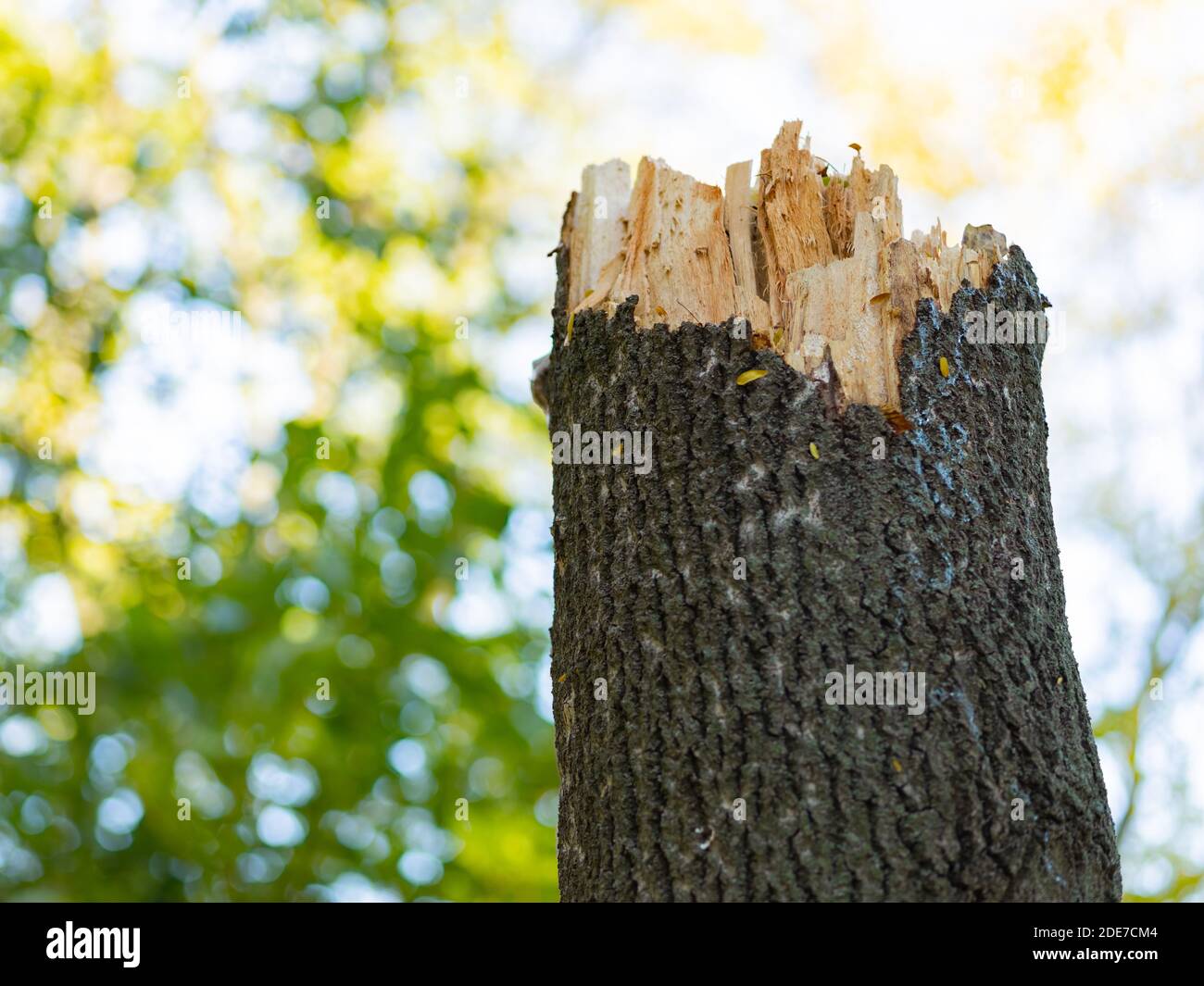 Broken tree on a blurred background. Storm damage. Tree after hurricane ...