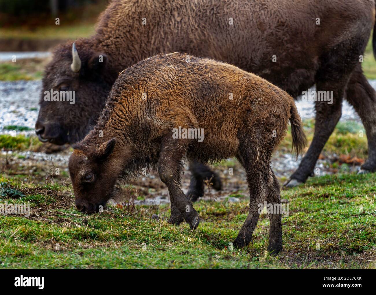 Bison wilderness hi-res stock photography and images - Alamy
