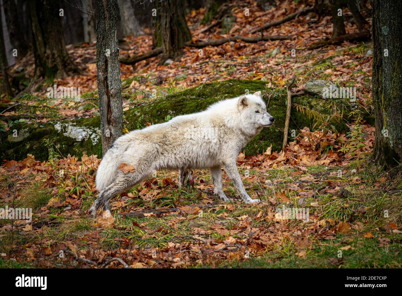 An Old White Wolf stretching Stock Photo - Alamy