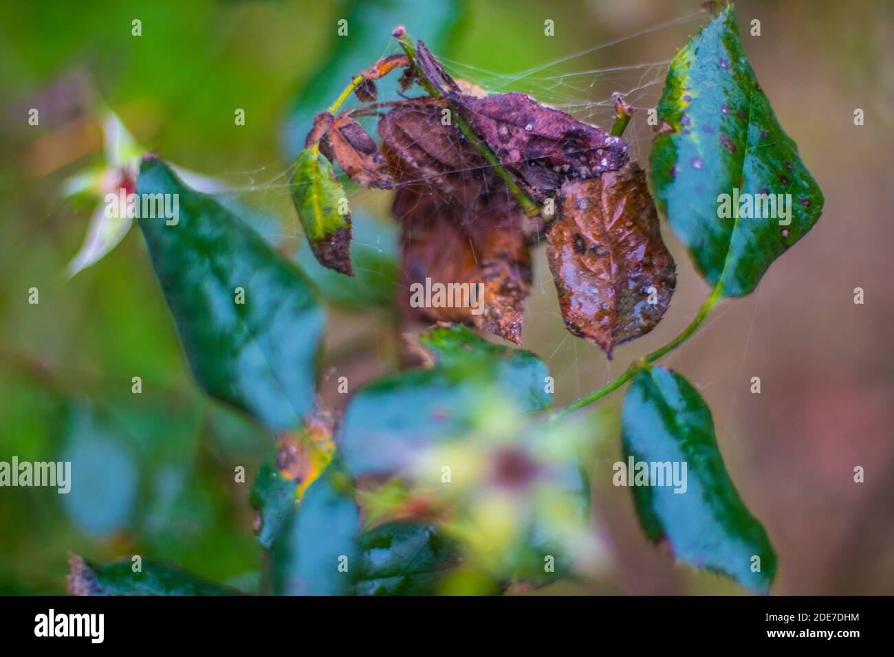 Spider shower hi-res stock photography and images - Alamy