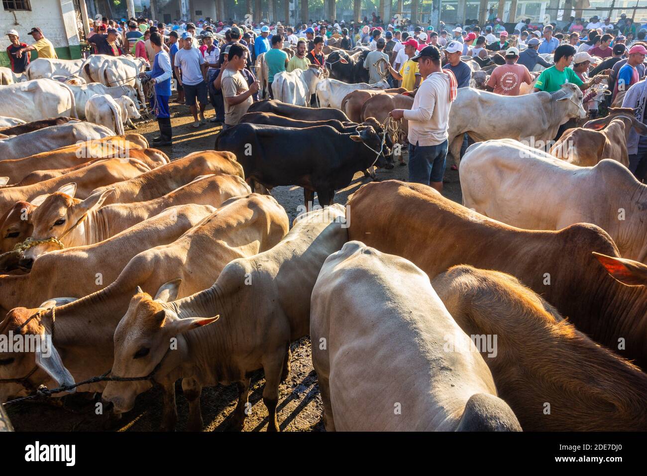 Philippine livestock market hi-res stock photography and images - Alamy