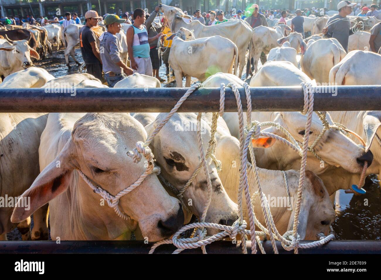 Cattle sold at the Padre Garcia Livestock Auction Market in Batangas ...
