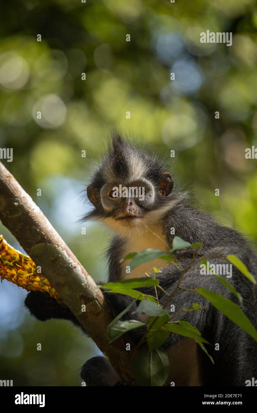 Wild Thomas's Langur, a primate mammal, also known as Presbytis thomasi ...