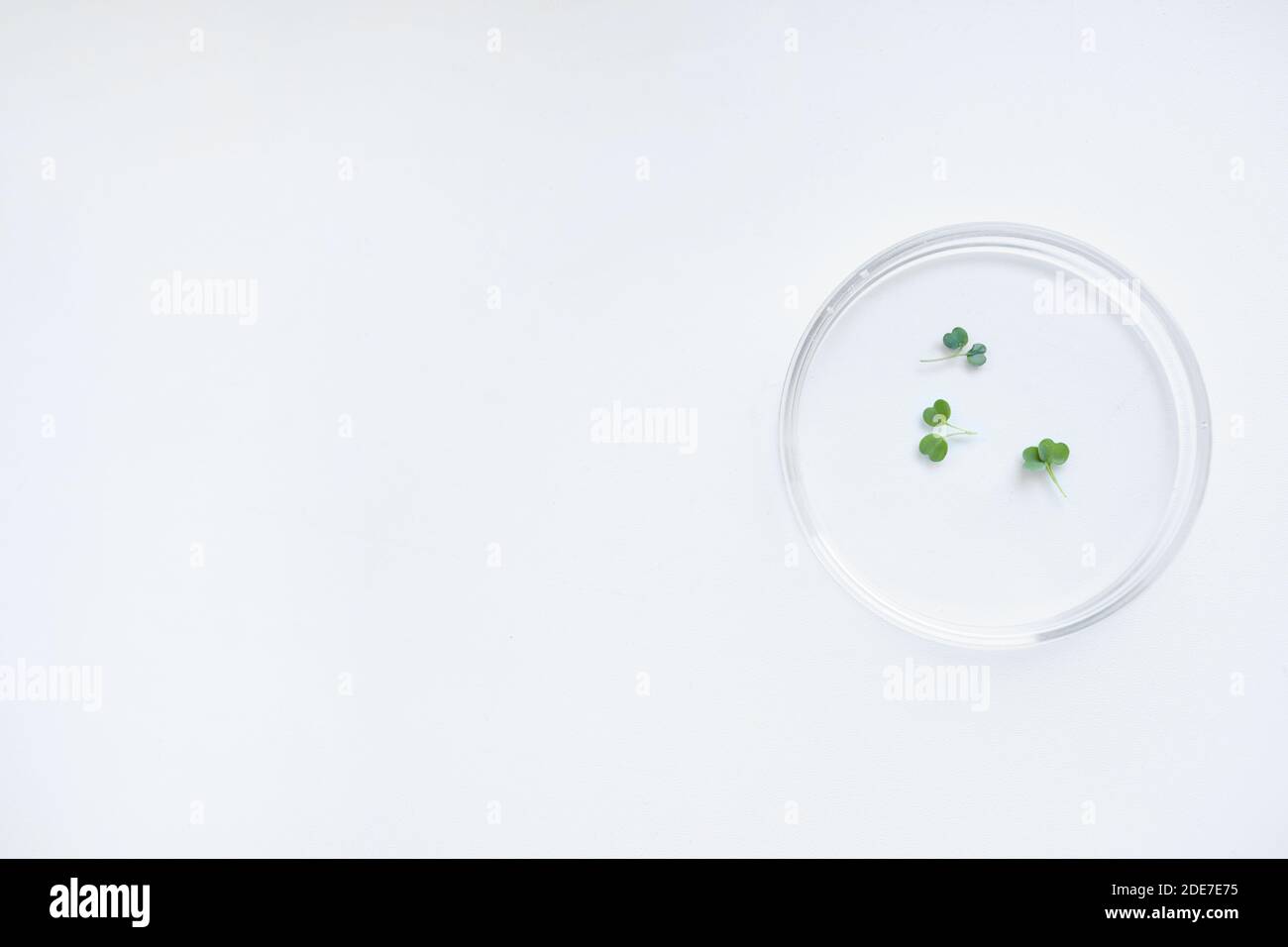 Top view background of glass petri dish with plant samples on while ...
