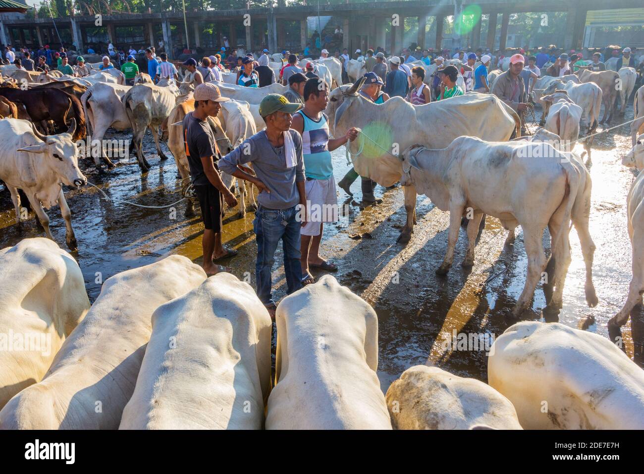 Cattle sold at the Padre Garcia Livestock Auction Market in Batangas ...