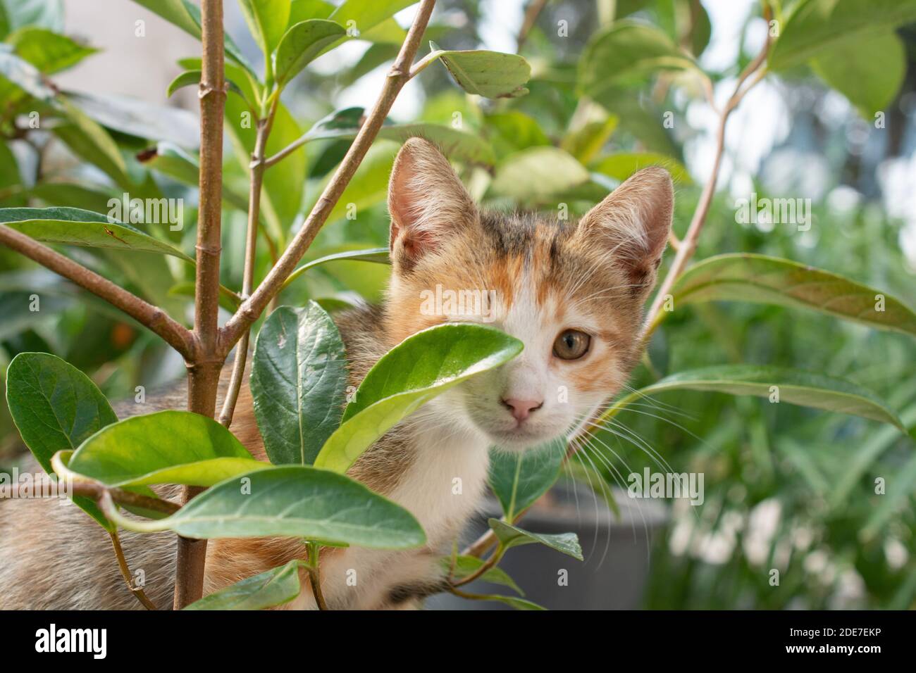Portrait of a lovely kitten as domestic animal in view Stock Photo - Alamy