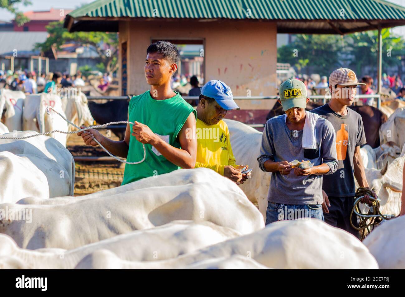 Cattle sold at the Padre Garcia Livestock Auction Market in Batangas ...