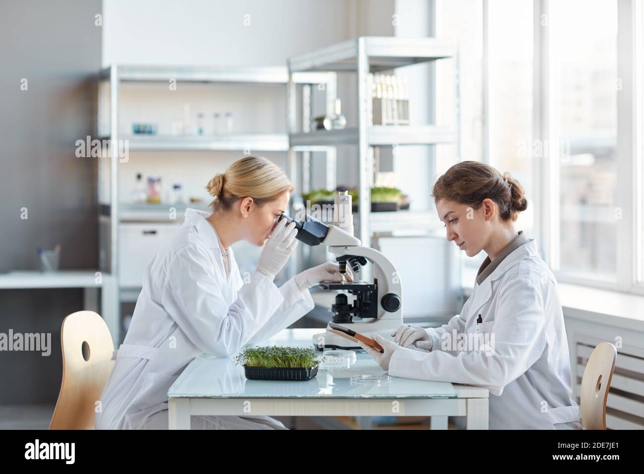 Side view portrait of two female scientists looking in microscope while ...
