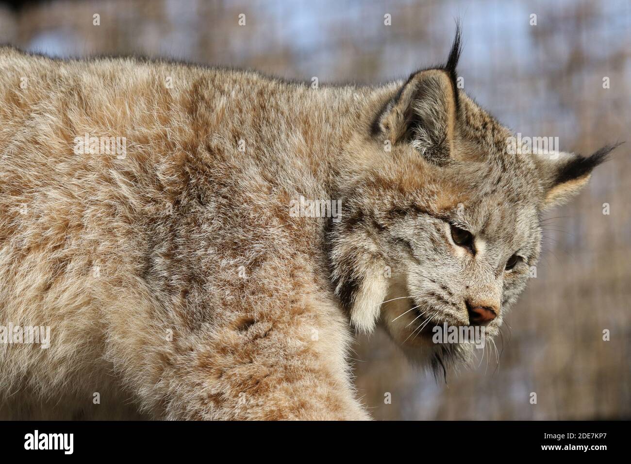 Canadian Lynx in captivity Stock Photo - Alamy