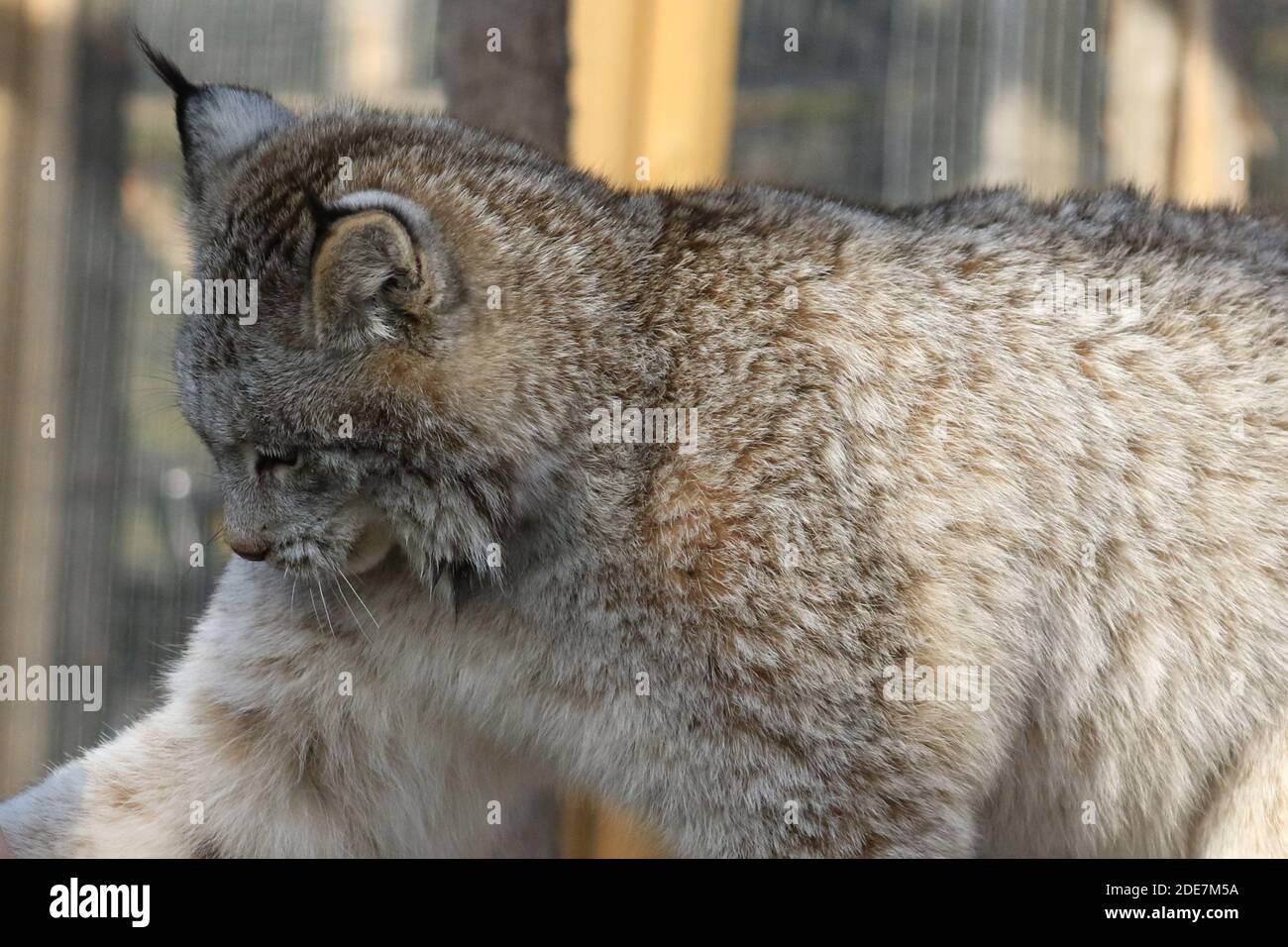 Lynx tip hi-res stock photography and images - Alamy