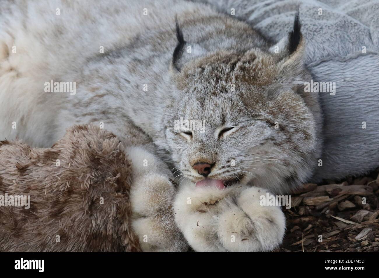 Canadian Lynx in captivity Stock Photo - Alamy