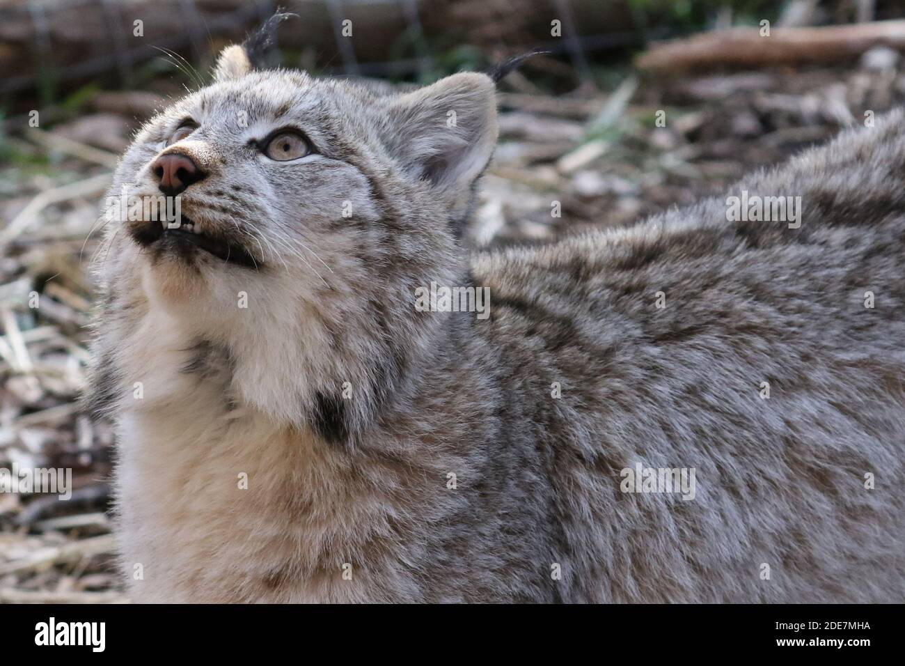 Canadian Lynx in captivity Stock Photo - Alamy