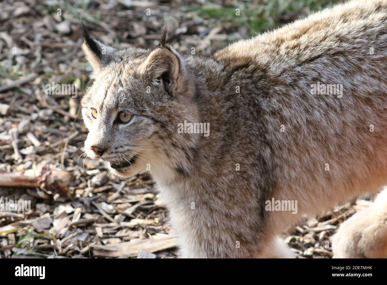Canadian lynx feet hi-res stock photography and images - Alamy