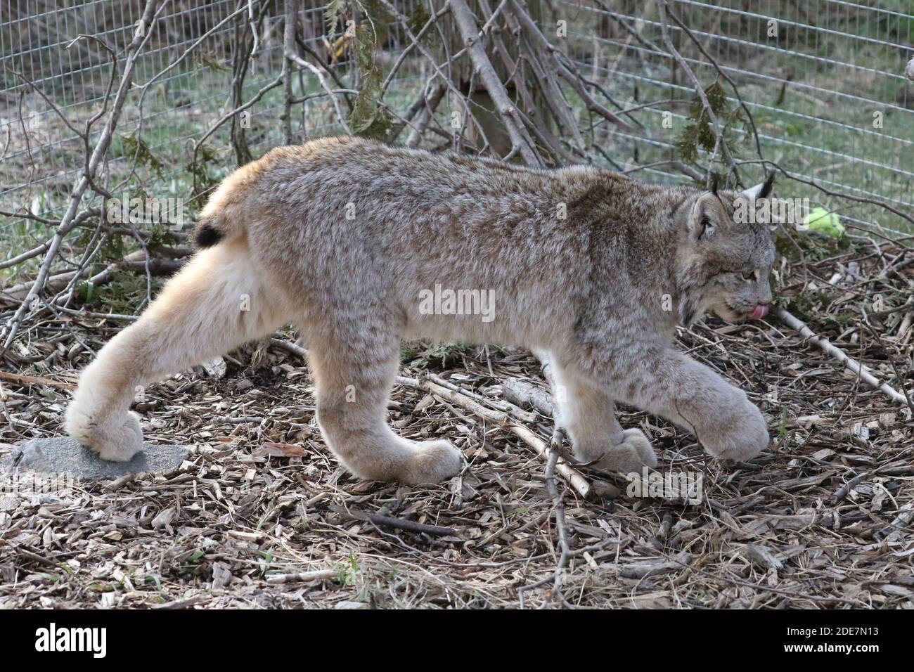 Canadian Lynx in captivity Stock Photo - Alamy
