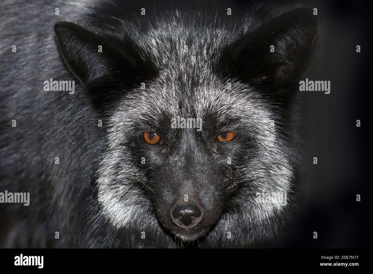 Red Fox and silver fox cross and parents Stock Photo - Alamy