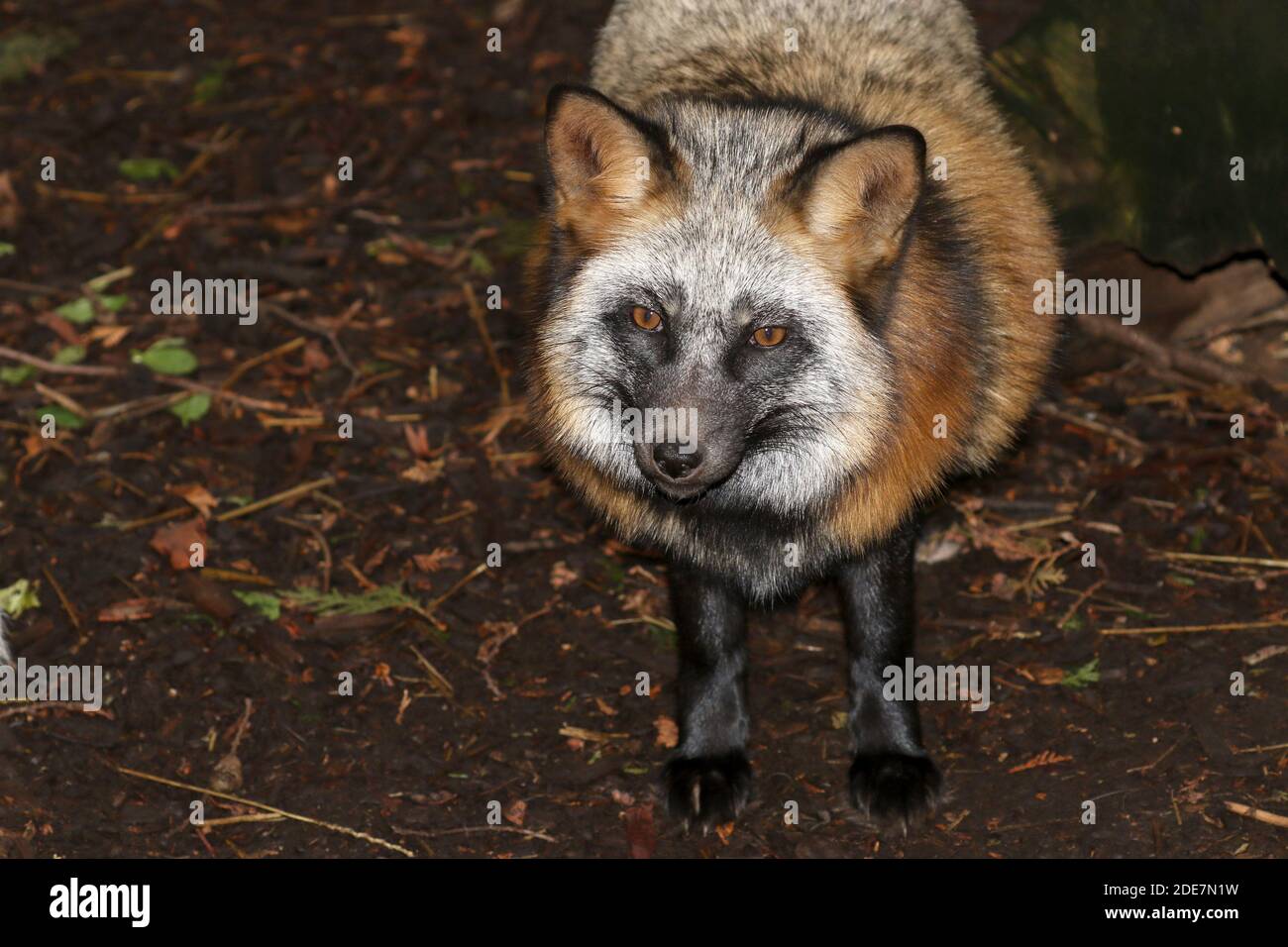 Red Fox and silver fox cross and parents Stock Photo - Alamy