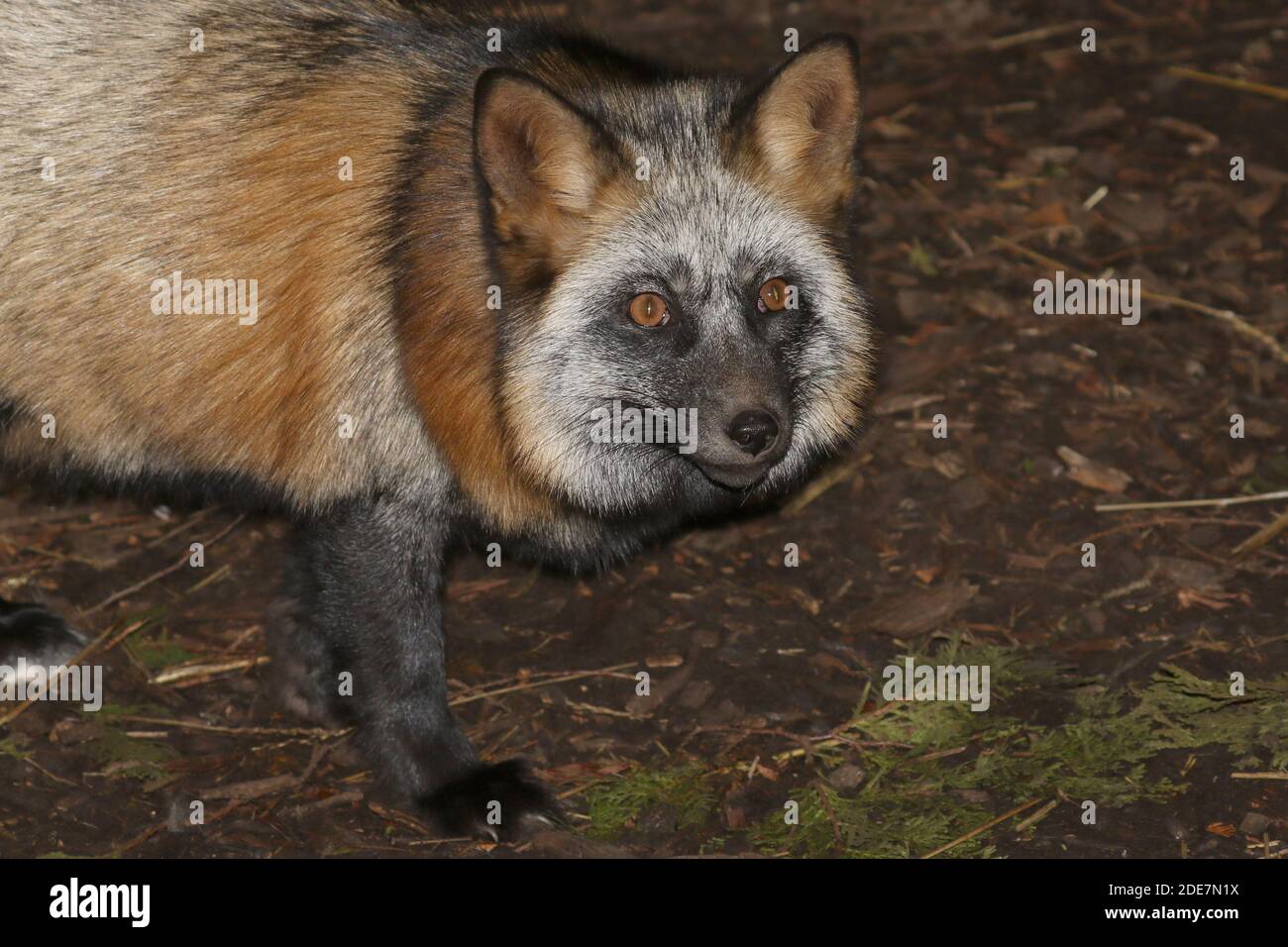 Zoo animal silver fox hi-res stock photography and images - Alamy
