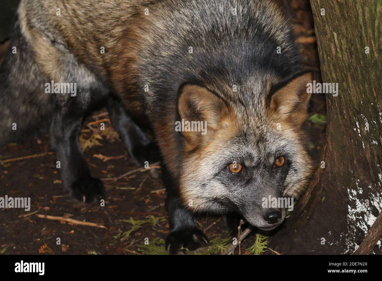 Red Fox and silver fox cross and parents Stock Photo - Alamy