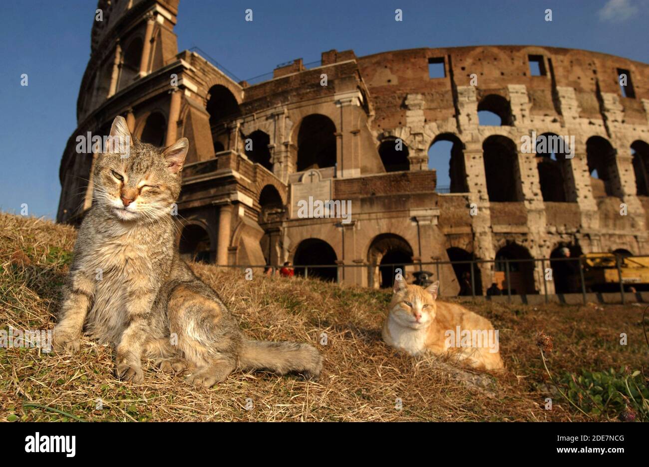 Cats near the Colosseum or Roman Coliseum in Rome, Italy in 2002. The ...