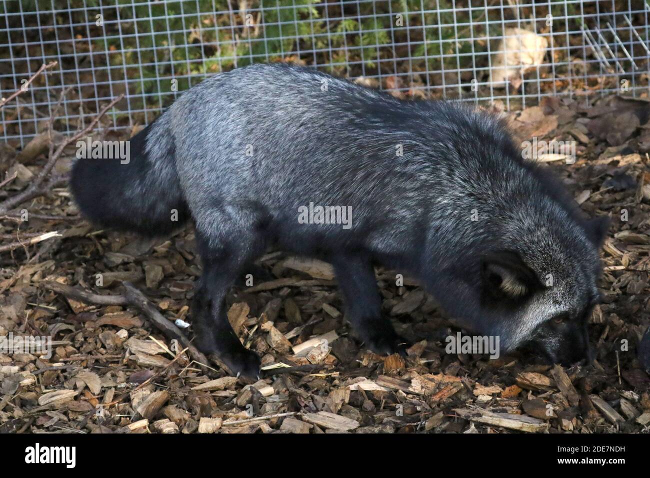 Red Fox and silver fox cross and parents Stock Photo - Alamy
