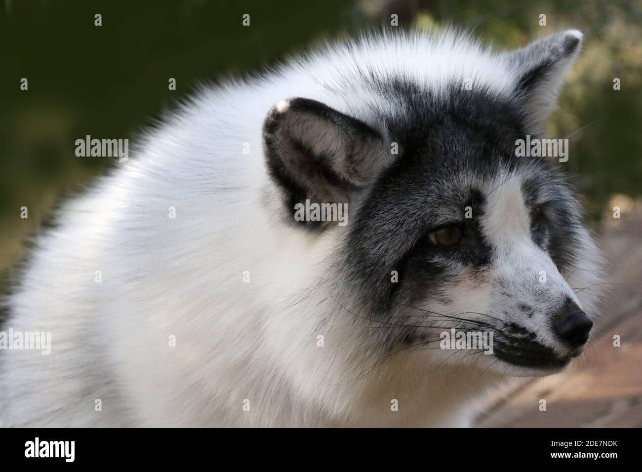 Cross Marble Fox