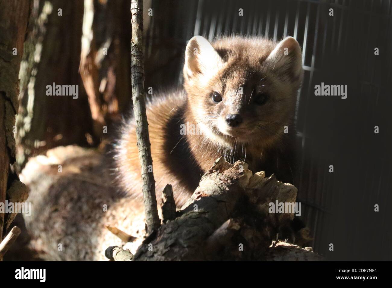 The biggest marten hi-res stock photography and images - Alamy