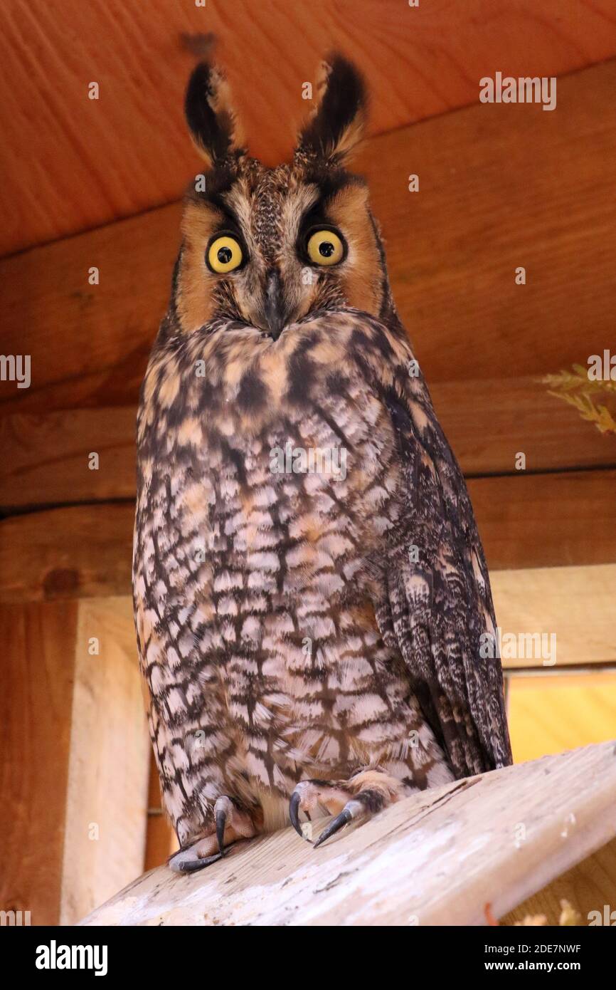 Long eared owls in captivity Stock Photo - Alamy