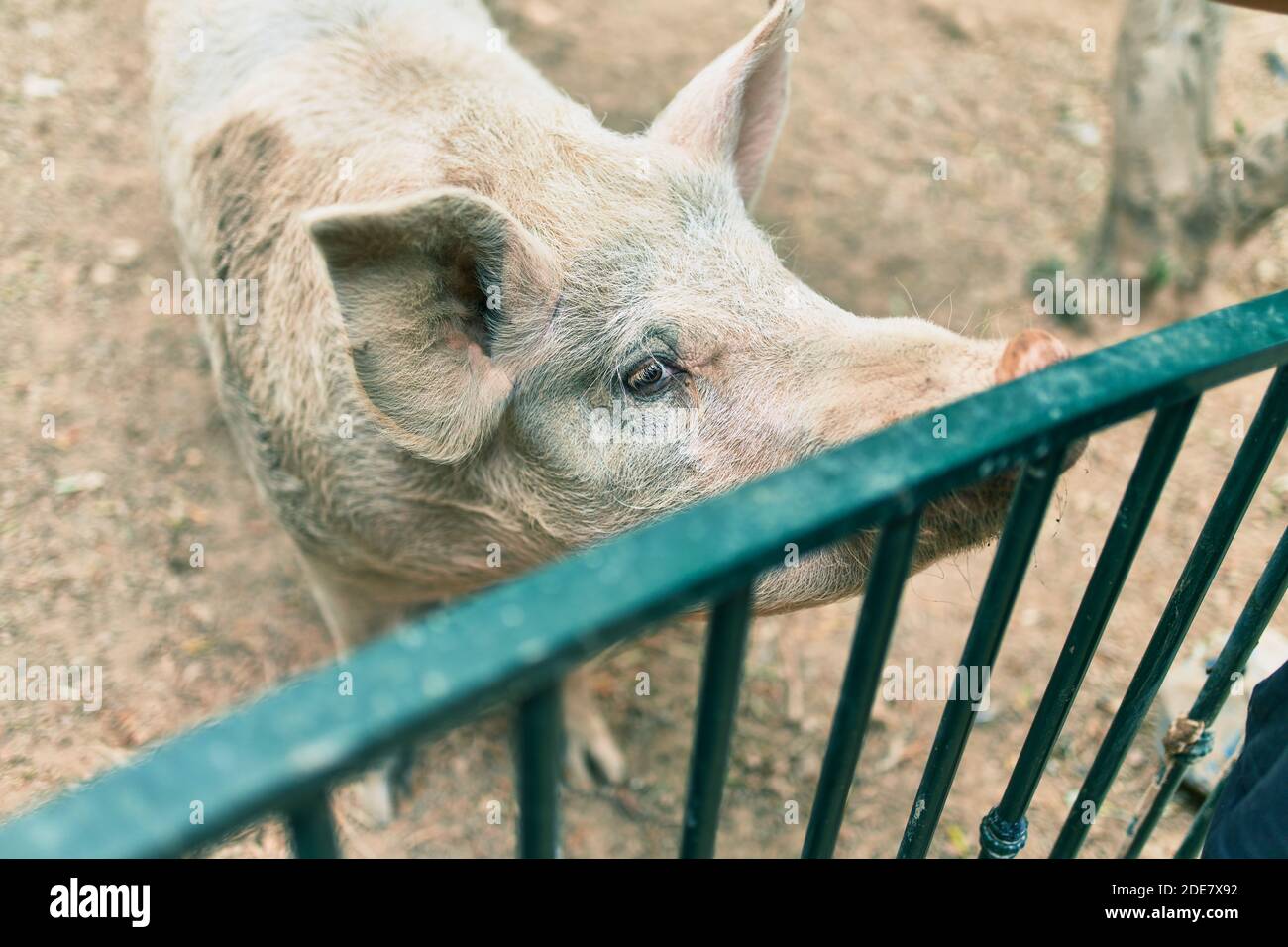 Adorable piggy at the farm Stock Photo - Alamy
