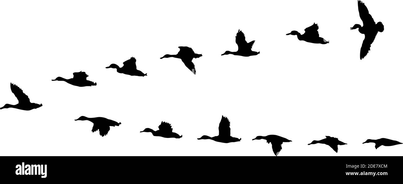 Migrating migration Stock Vector Images - Alamy