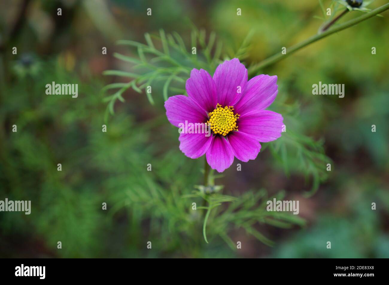 Single flower focused hi-res stock photography and images - Alamy
