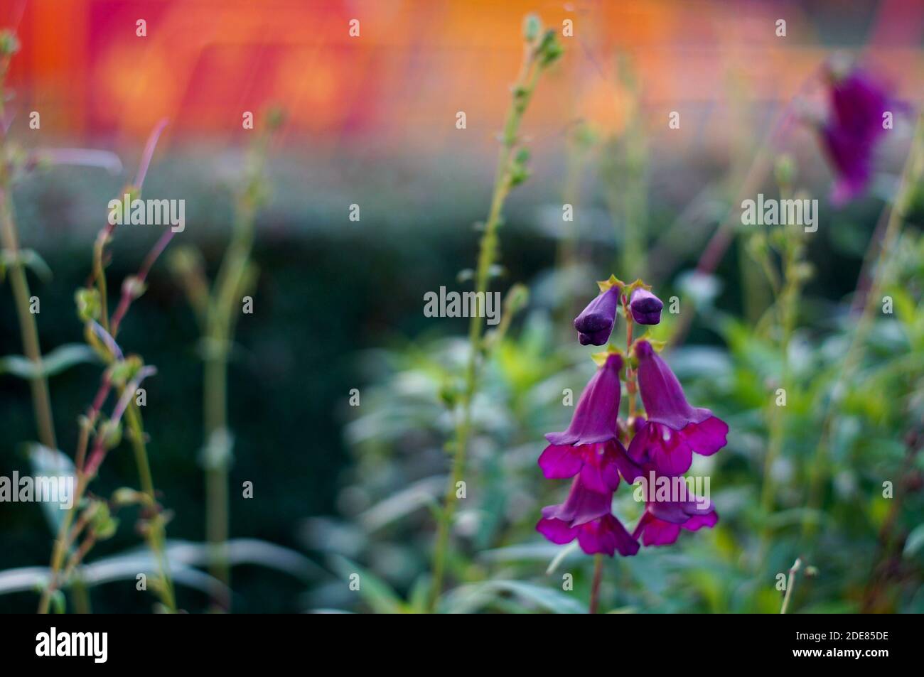 Penstemon ‘Raven flowers blooming during late autumn in garden with ...