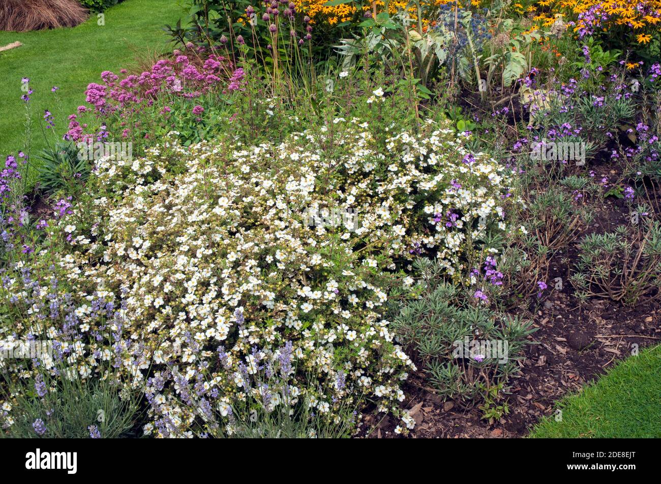 White potentilla fruticosa hi-res stock photography and images - Alamy
