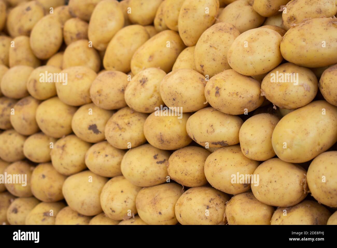 The concept of fresh vegetables, organic natural food, growing potatoes ...