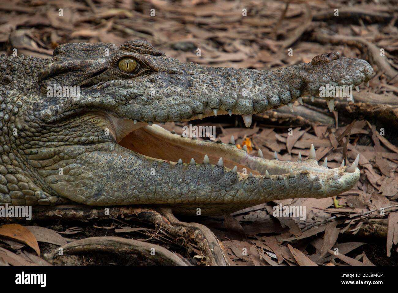 Basking salt water Crocodile Stock Photo - Alamy