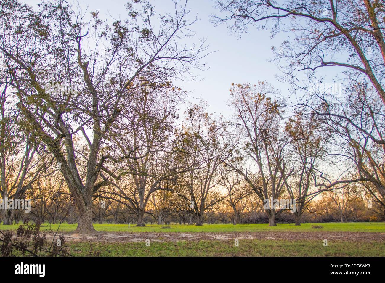 A pecan tree farm and orchard in south Georgia Fall colors rows of ...
