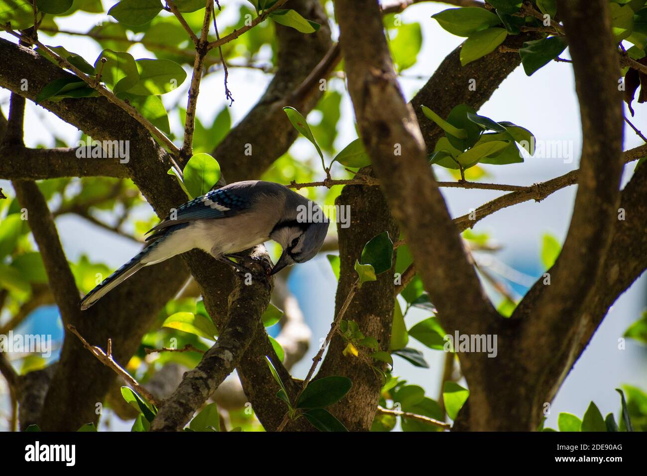 bird bird locating its food on the tree branch Stock Photo - Alamy