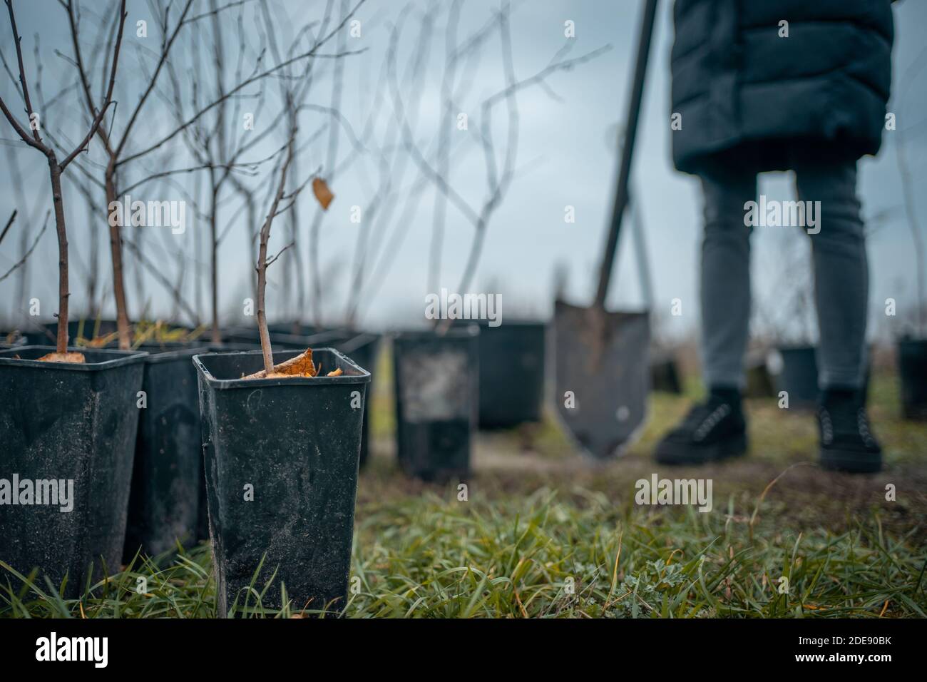 Tree plant planting transplanting hi-res stock photography and images ...