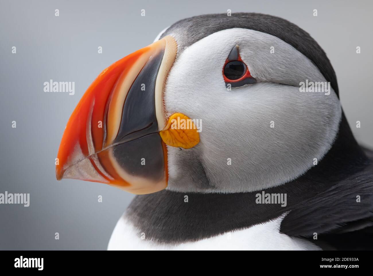 Atlantic Puffin Portrait Stock Photo - Alamy