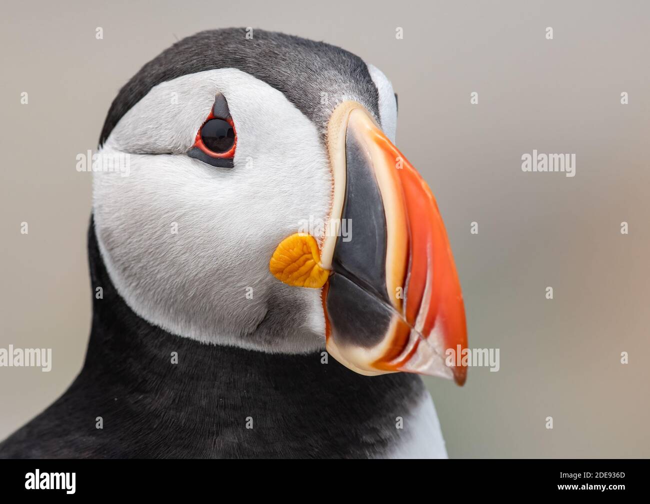 Atlantic Puffin Portrait Stock Photo - Alamy