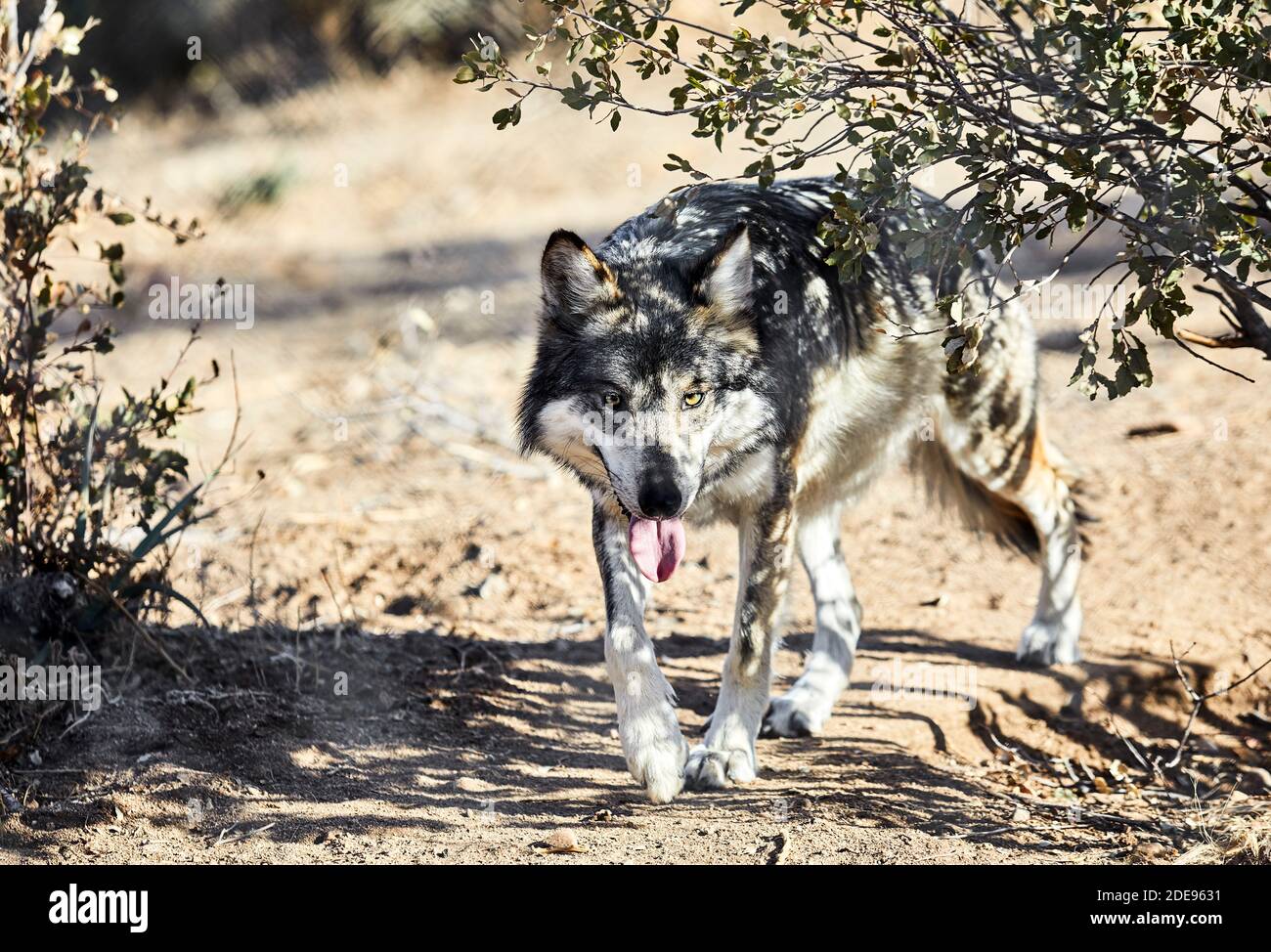 Wolf looking at camera hi-res stock photography and images - Alamy