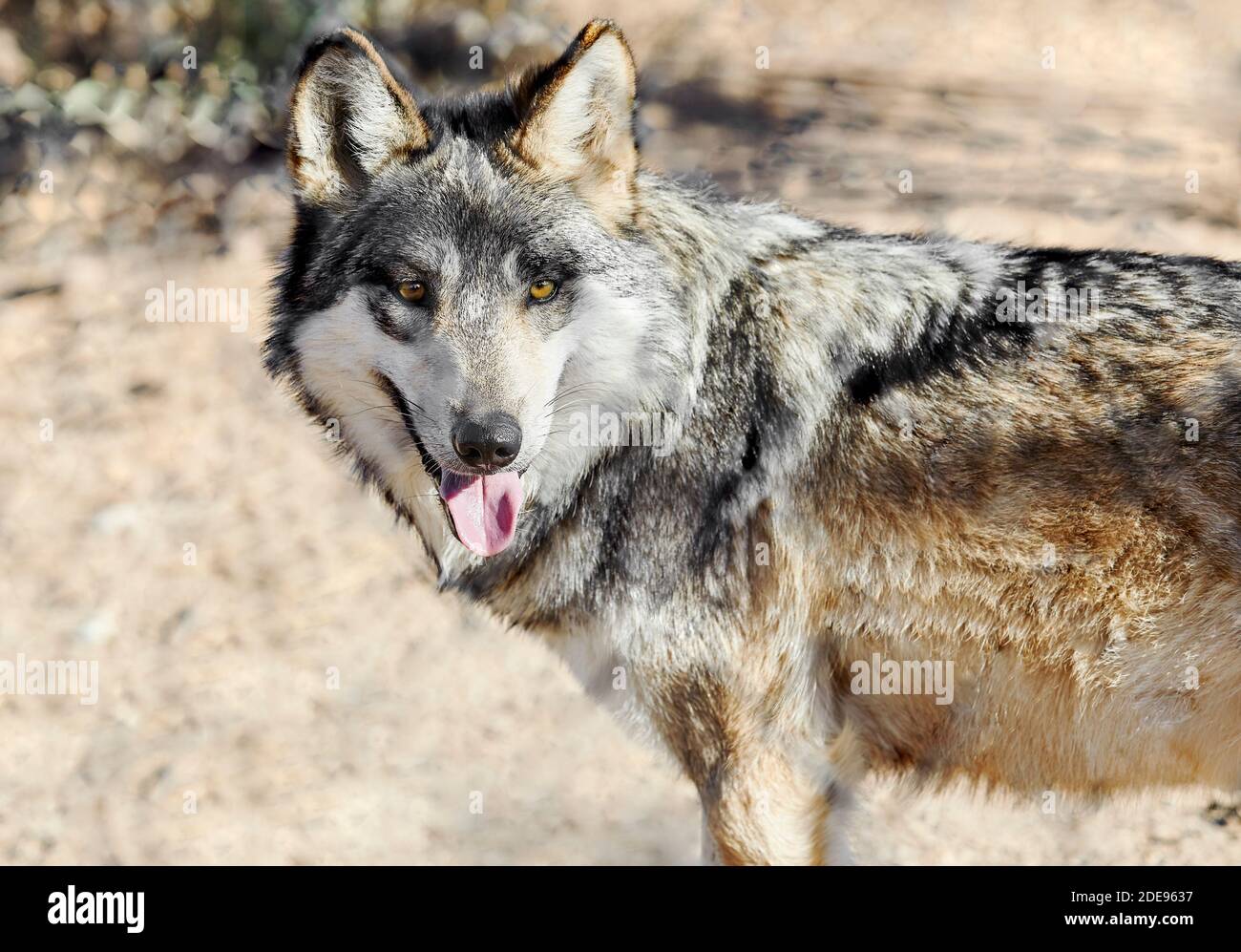 Mexican gray wolf wild hi-res stock photography and images - Alamy