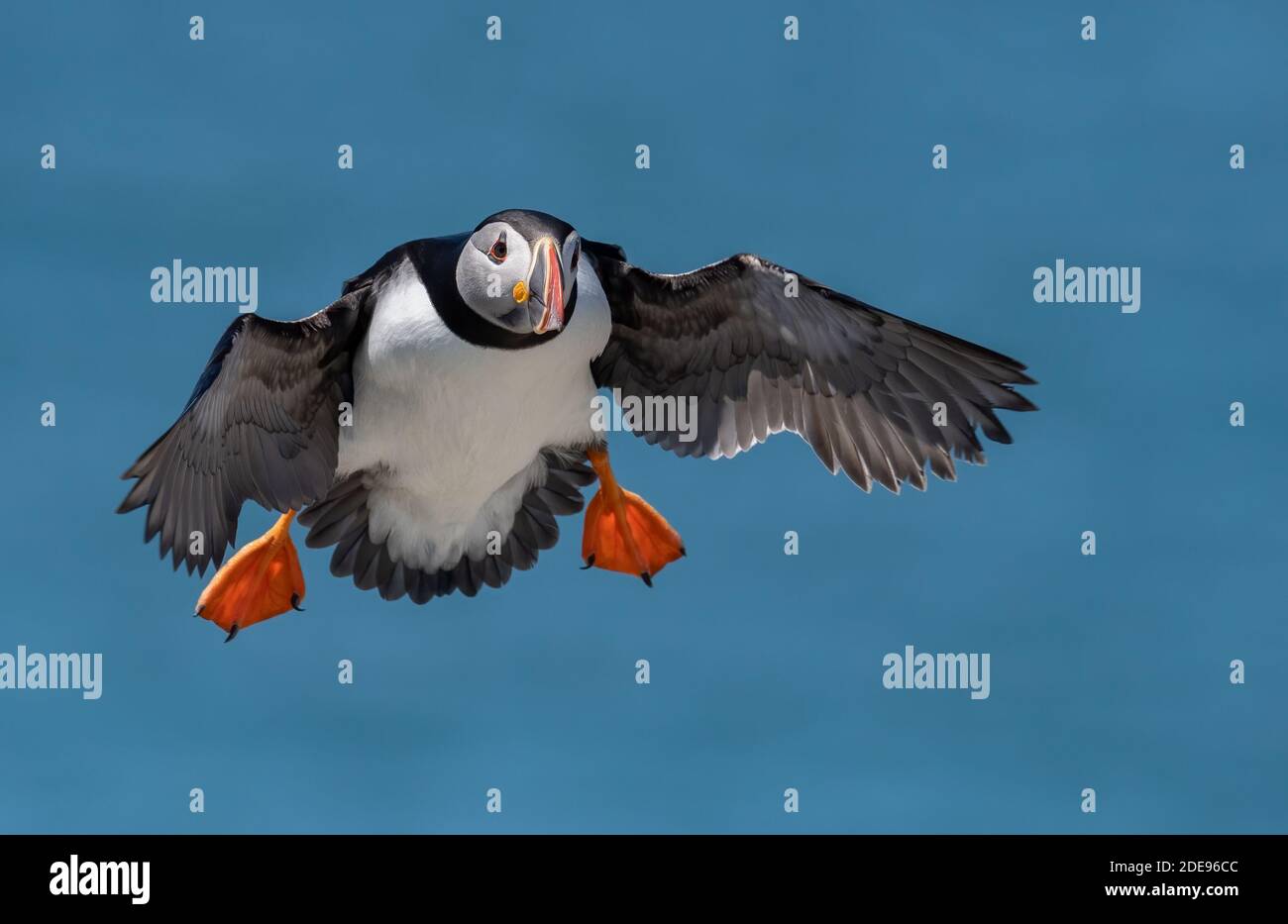 Atlantic Puffin Portrait Stock Photo - Alamy