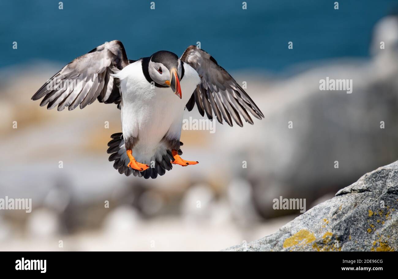 Atlantic Puffin Portrait Stock Photo - Alamy
