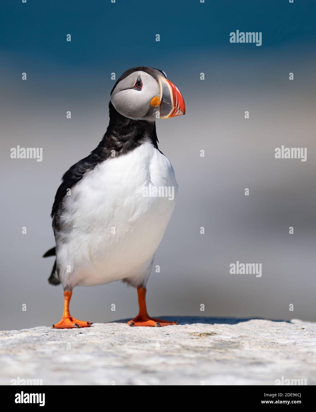 Atlantic Puffin Portrait Stock Photo - Alamy