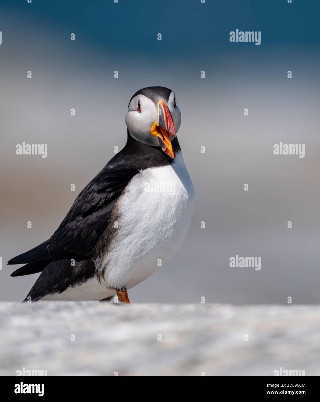 Atlantic Puffin Portrait Stock Photo - Alamy